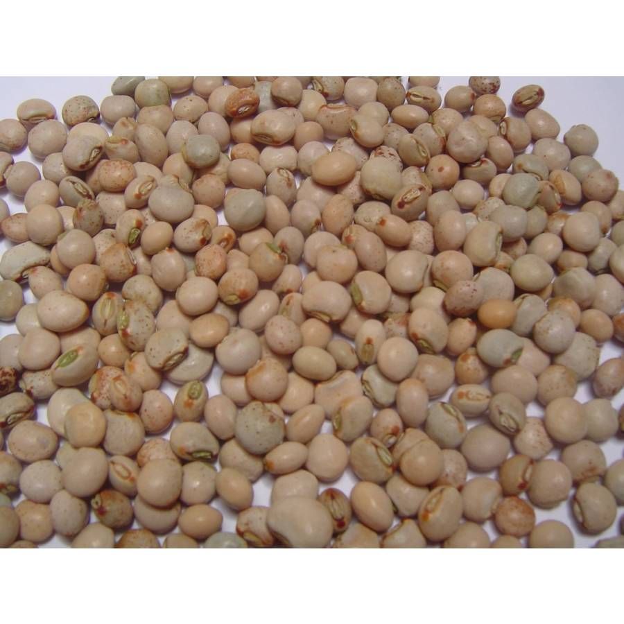 Pigueon Peas - XPODEKA - Comexposium and WSN product catalogs
